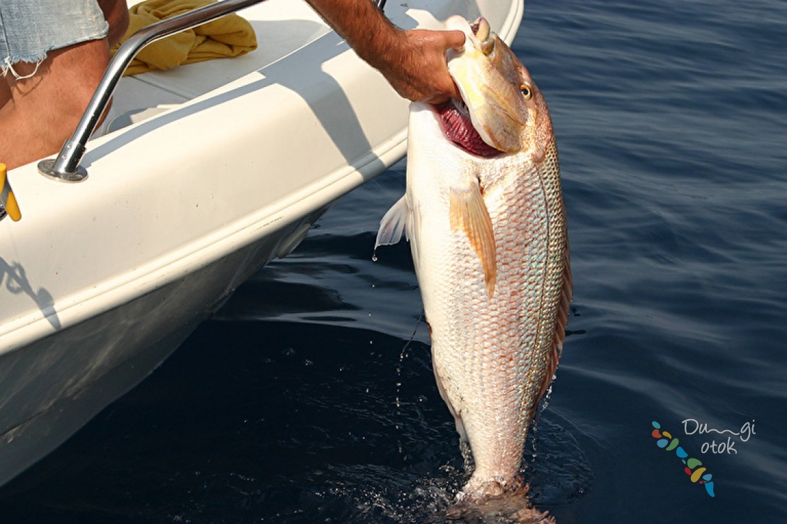 Fishing | Dugi otok